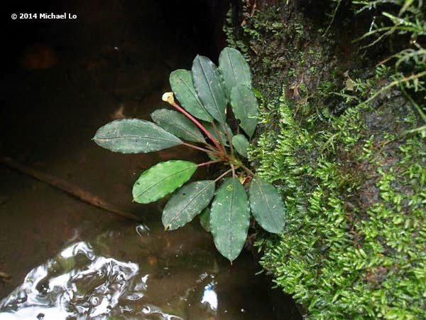 The rainforests of Borneo & Southeast Asia: Bucephalandra akantha from ...