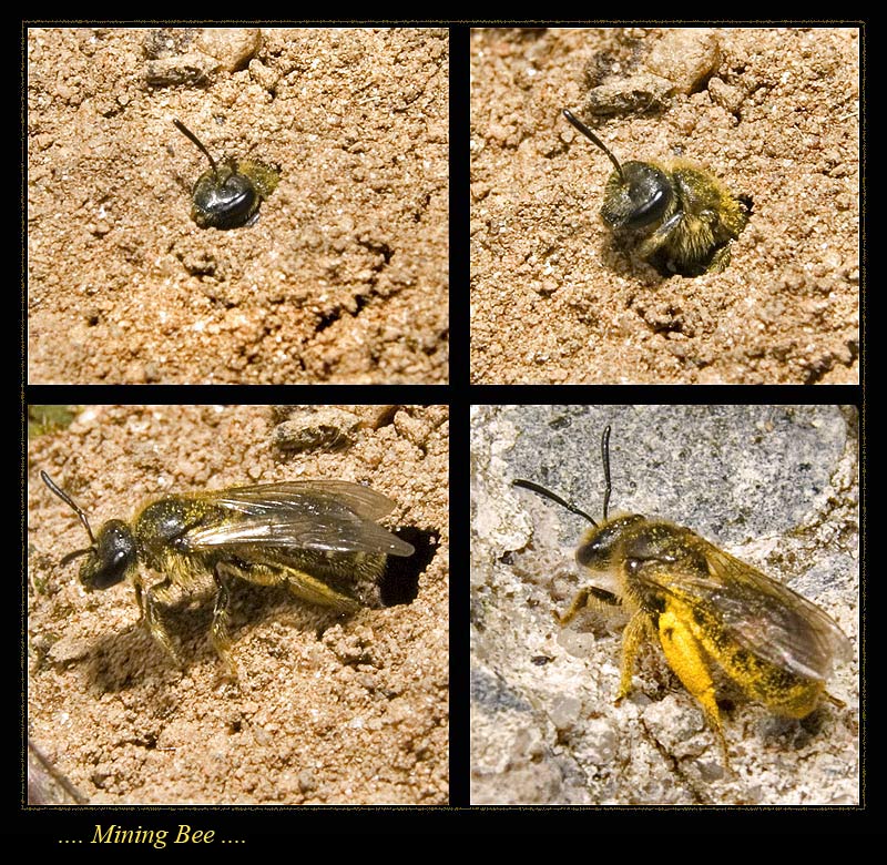 Snow & Sons Landscaping: Underground Bees: Who Are They?