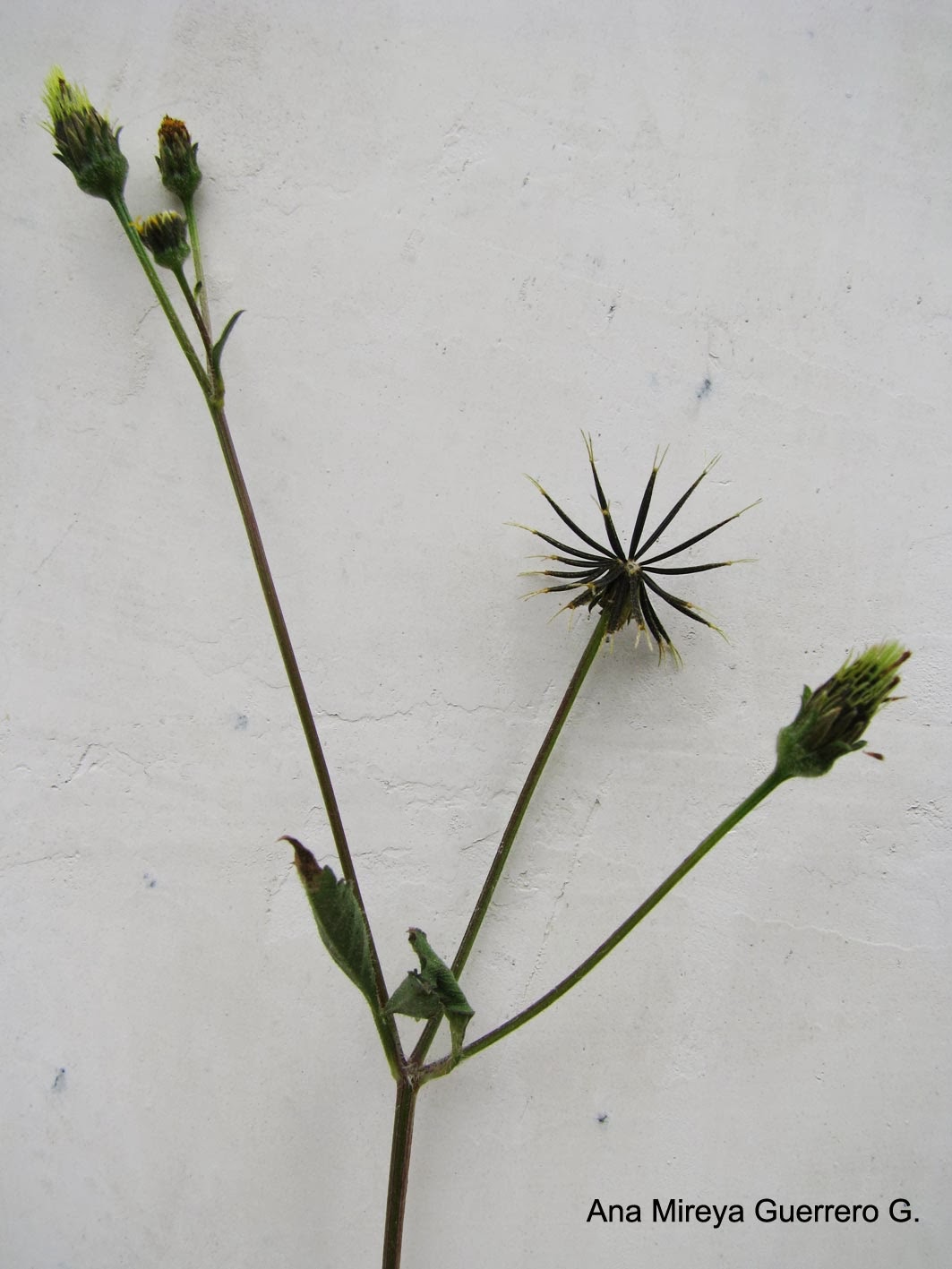 Ecuador: personajes y especies (Galápagos y Continente): Flora de Quito ...