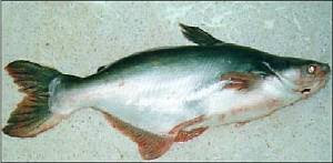 ALT_food: Basa: An underappreciated fish