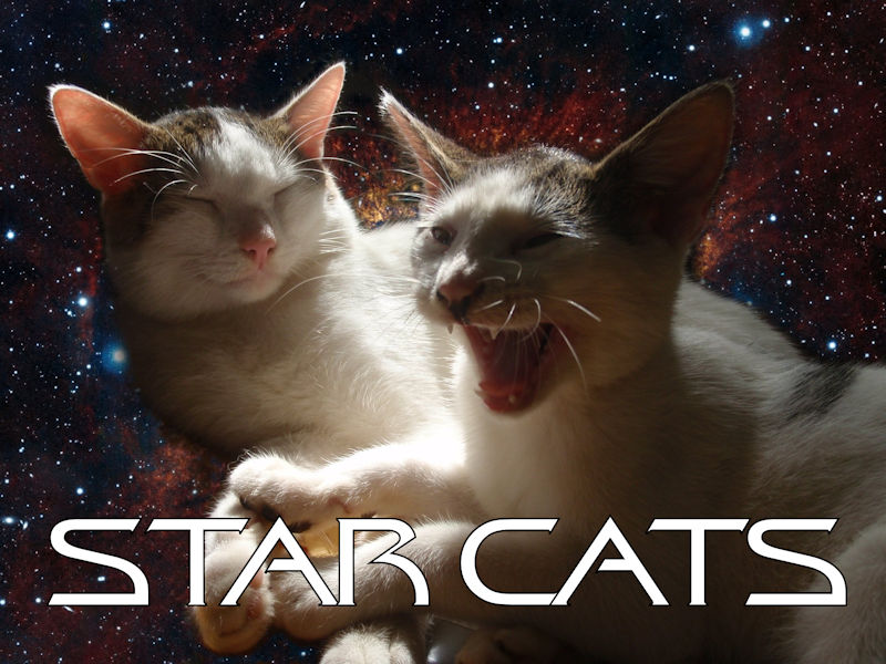 Out of the Blue, Into the Black: Star Cats