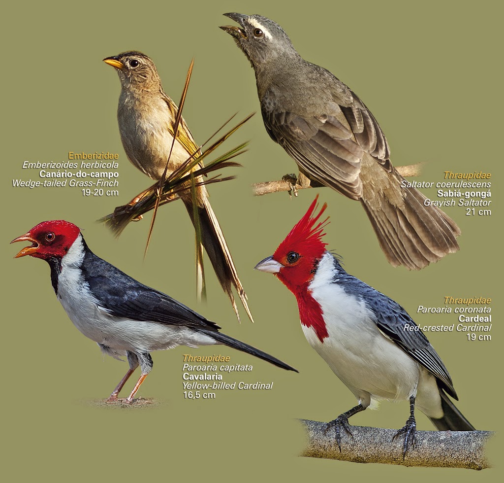 Aves do meu Tempo!: Aves do Pantanal