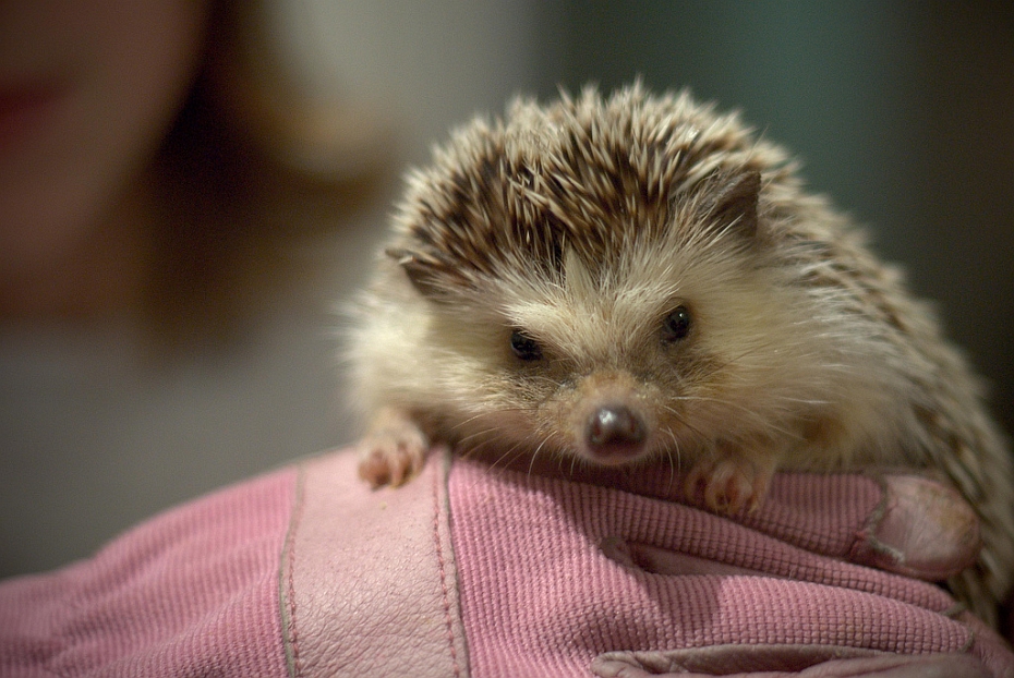 blogku: Hedgehog - Landak Mini - Lucu dan Imut Banget