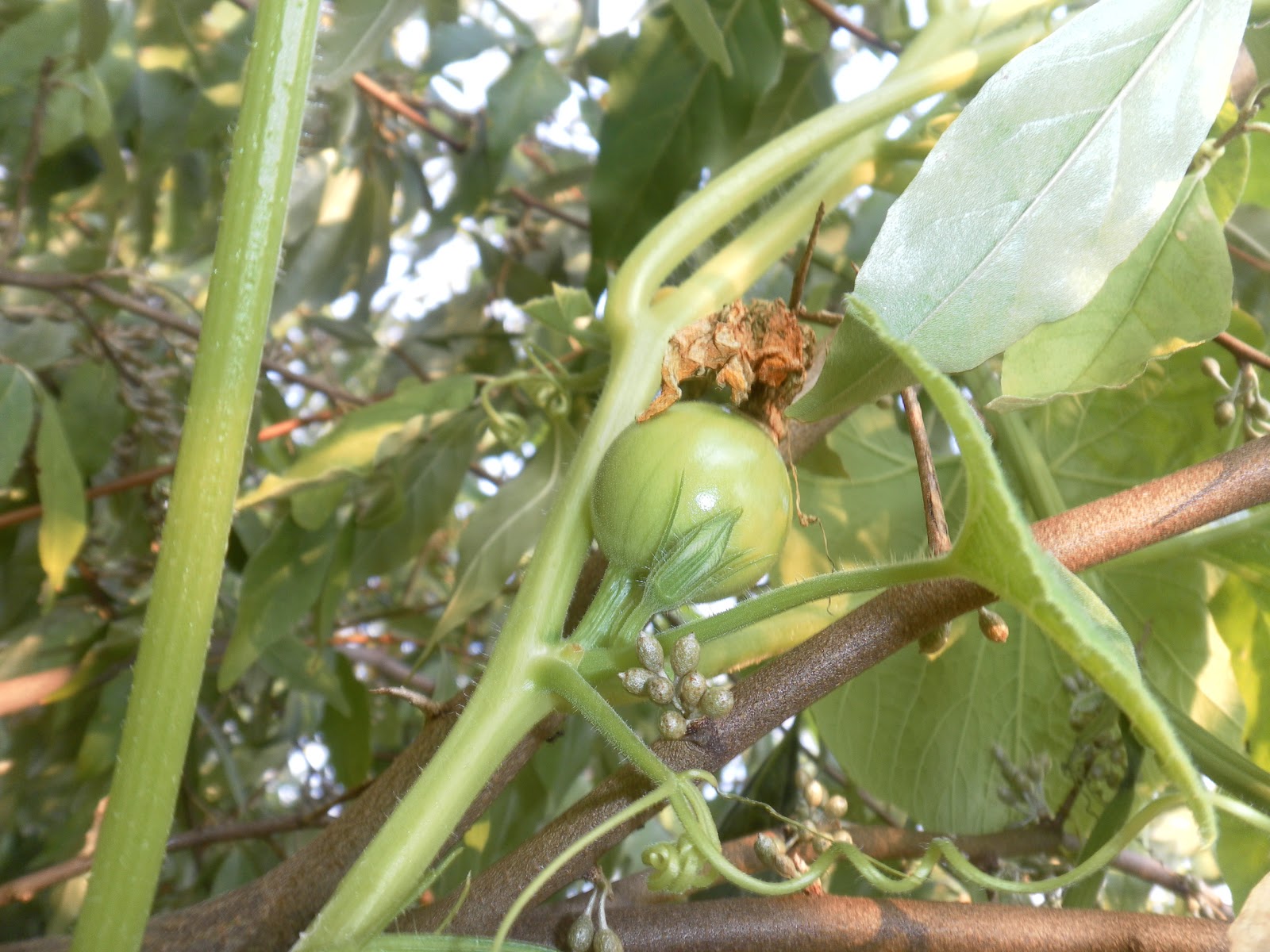 Scirpidiella's Plants: Wild squash species (Cucurbita sp. div.)