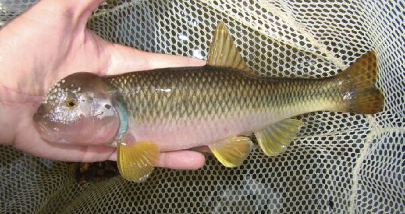 Virginia Tech Ichthyology Class : Perplexed about the Endemic Chub of ...