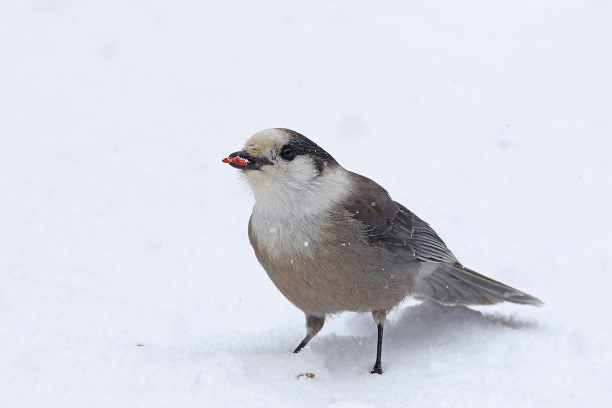 Adirondack Gray Jays
