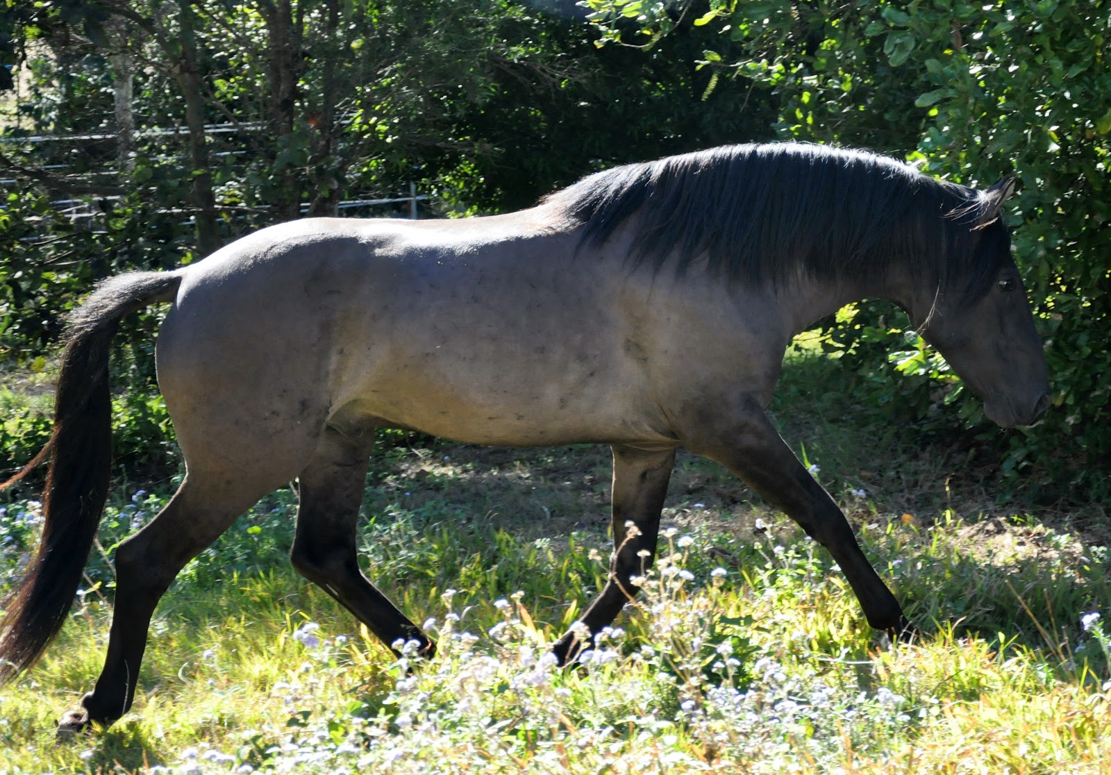 Takoda Spanish Mustangs - Australias First Spanish Mustang Stud