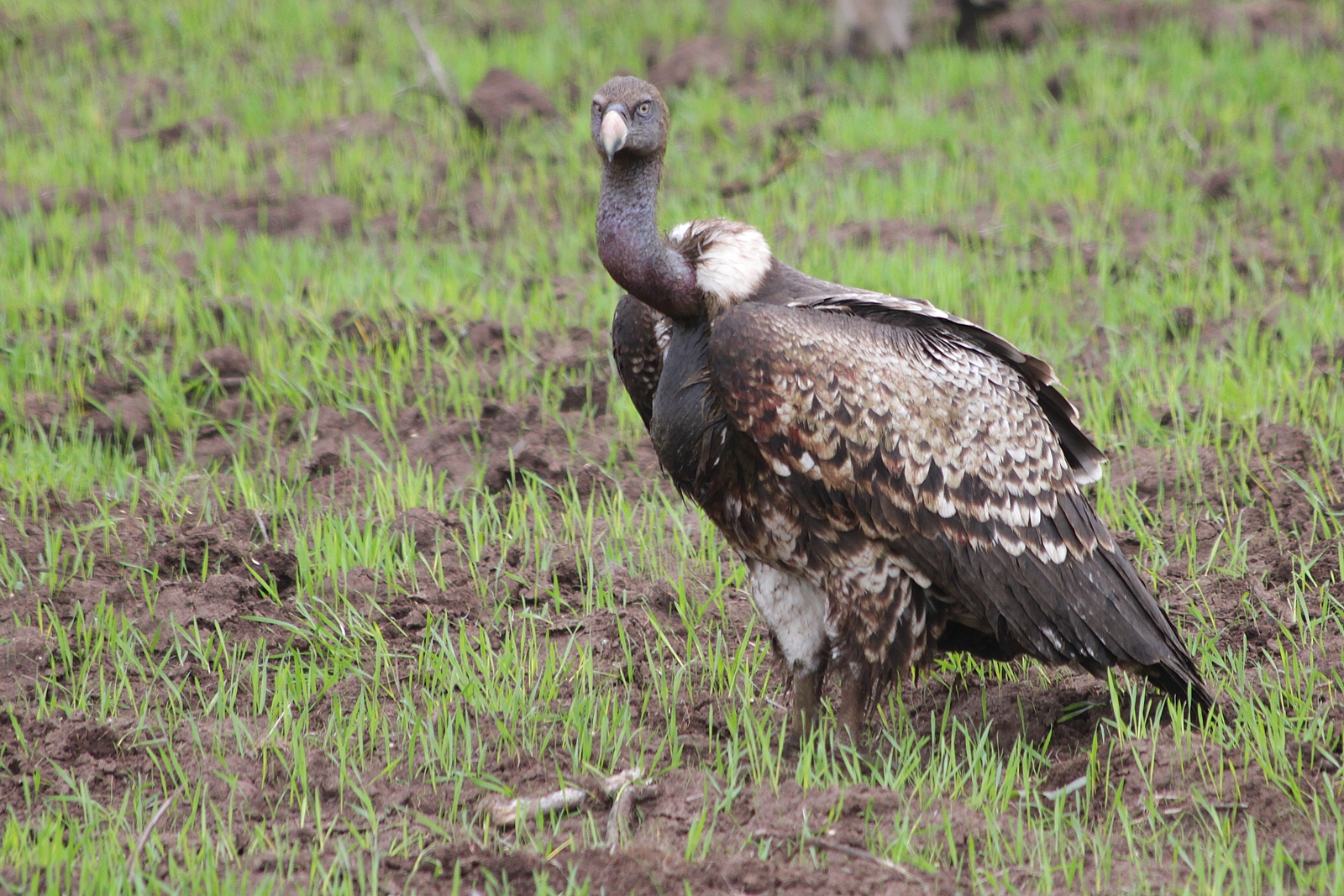 Dam nature: Vautour de Rüppell - Rüppell's Vulture