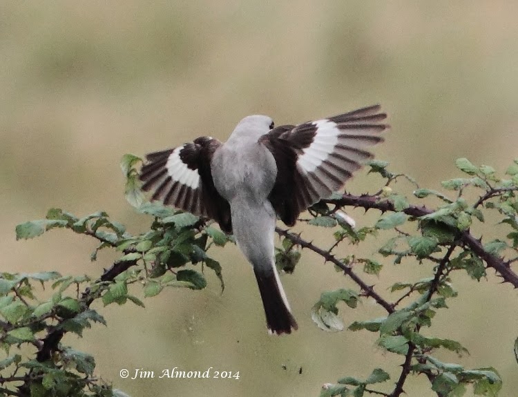 Shropshire Birder: Hollesley Marshes - Lesser Grey Shrike