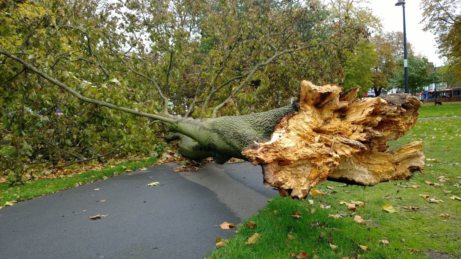 Bowlzee's Little Eye: Fallen tree Wanstead Christ Church Green - Triptych.
