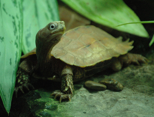 Ryukyu Black-breasted Leaf Turtle - True Wildlife Creatures