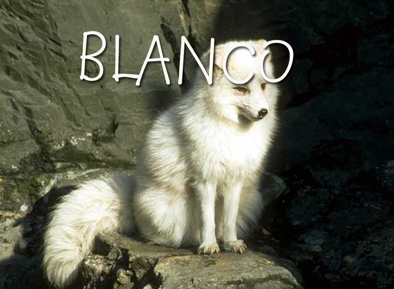 RECURSOS y ACTIVIDADES para Educación Infantil: COLOR BLANCO