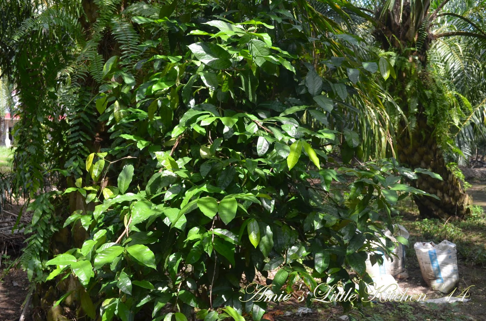 Godong So (Daun Melinjo) Masak Lemak Putih - Amie's Little Kitchen