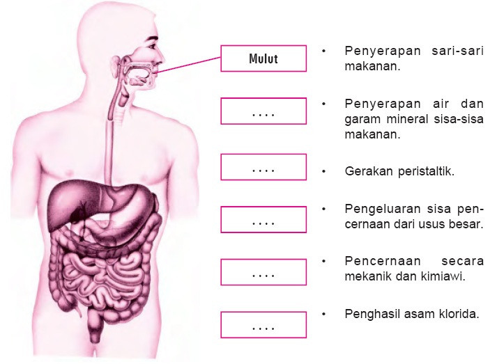 Soal IPA Kelas 5 SD soal-ipa-kelas-5-sd