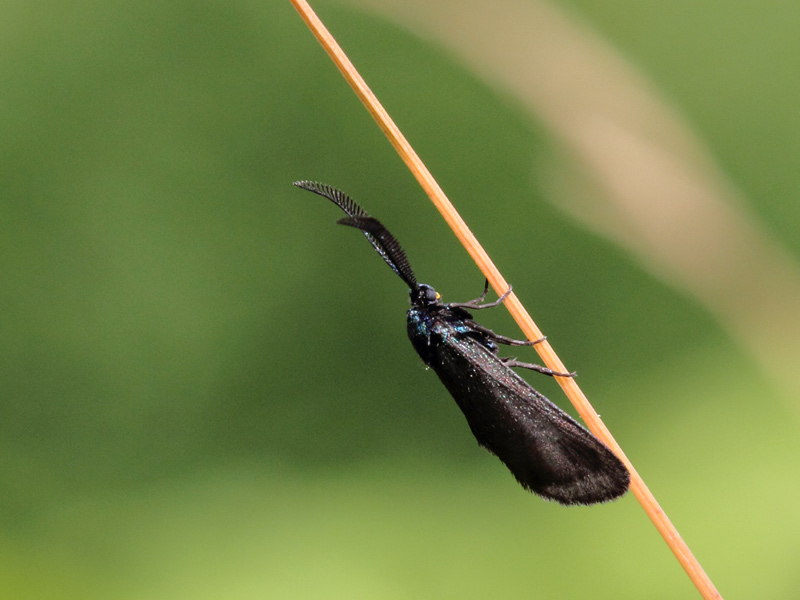 Butterflies of the Western Palearctic: Some Zygaenidae and Sesiidae ...