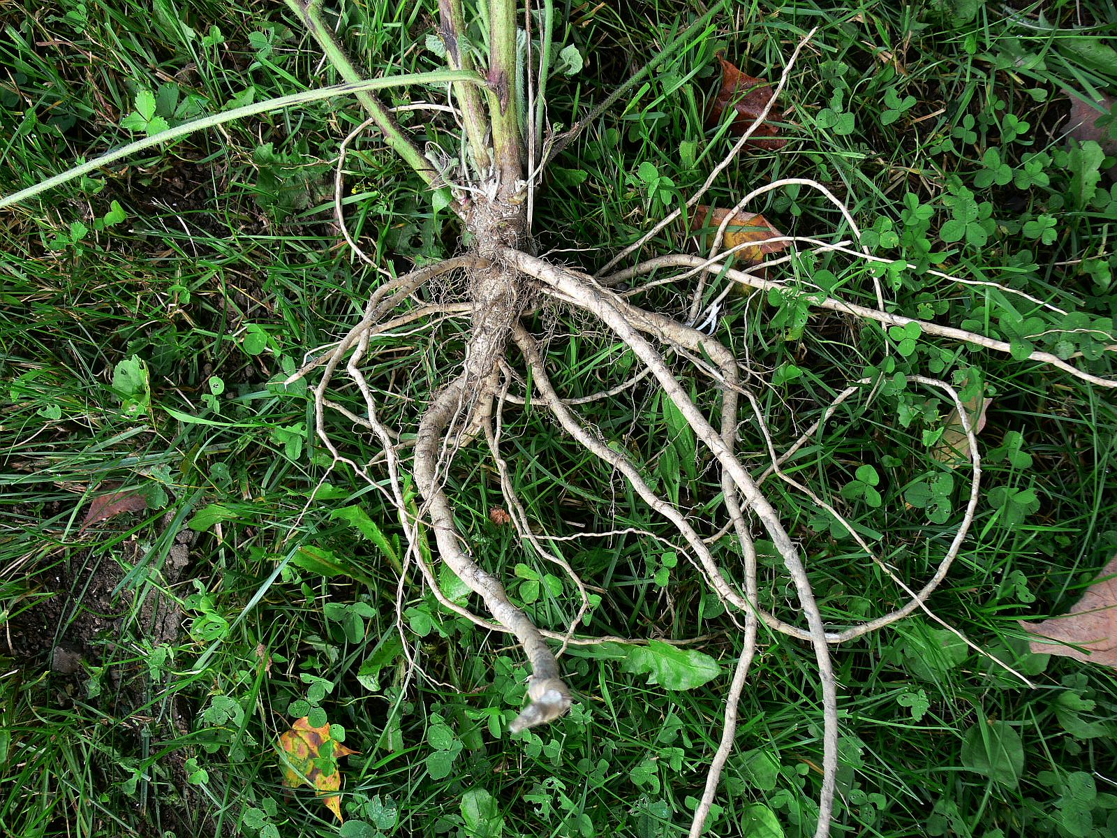 The Vermont Gardener