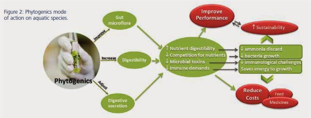 The Aquaculturists: 24/02/2015: Can phytogenics address aquaculture ...
