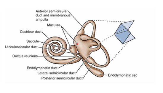 Intan Risna's: Anatomi Telinga