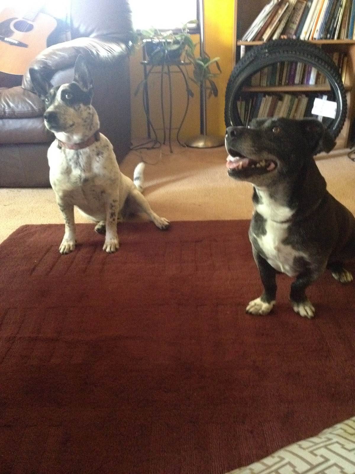 Natty and Trey's Big Adventure