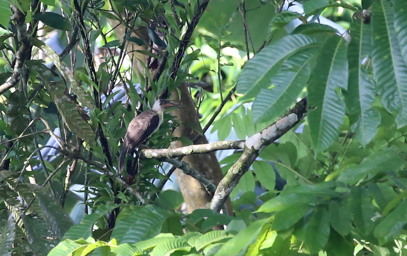 Worldbirder: Papua New Guinea 3: Manus Island