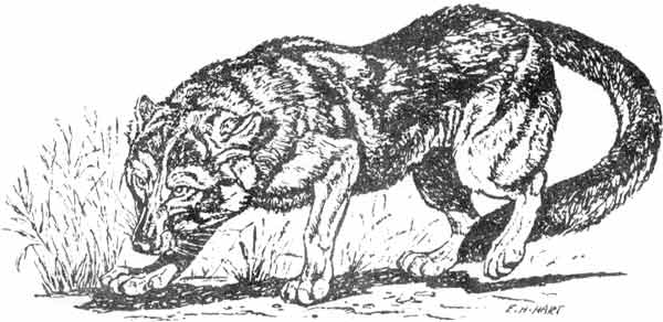 cultura / ... acertijos enlaceverde: Evolución cronológica del "perro ...