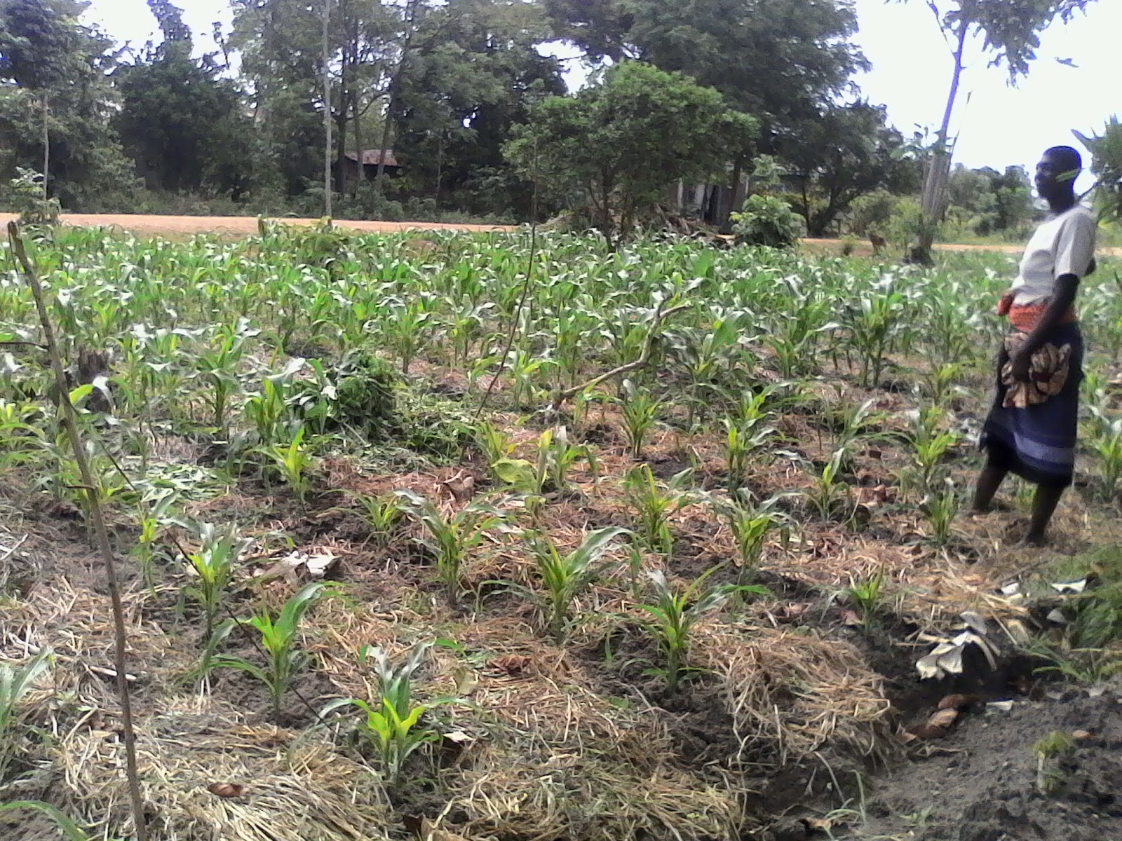 Rwambogo.com (Kilimo Hifadhi Ukerewe)