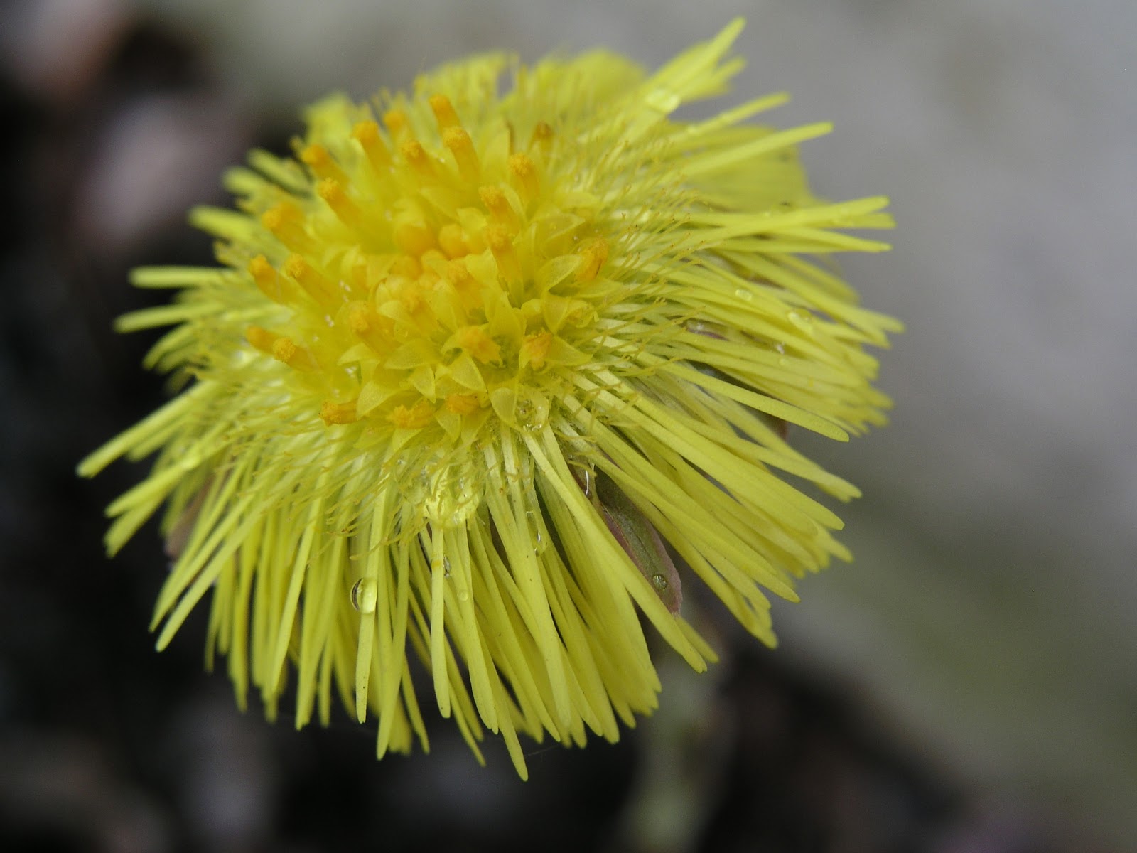 Herbs, Health and History: Coltsfoot