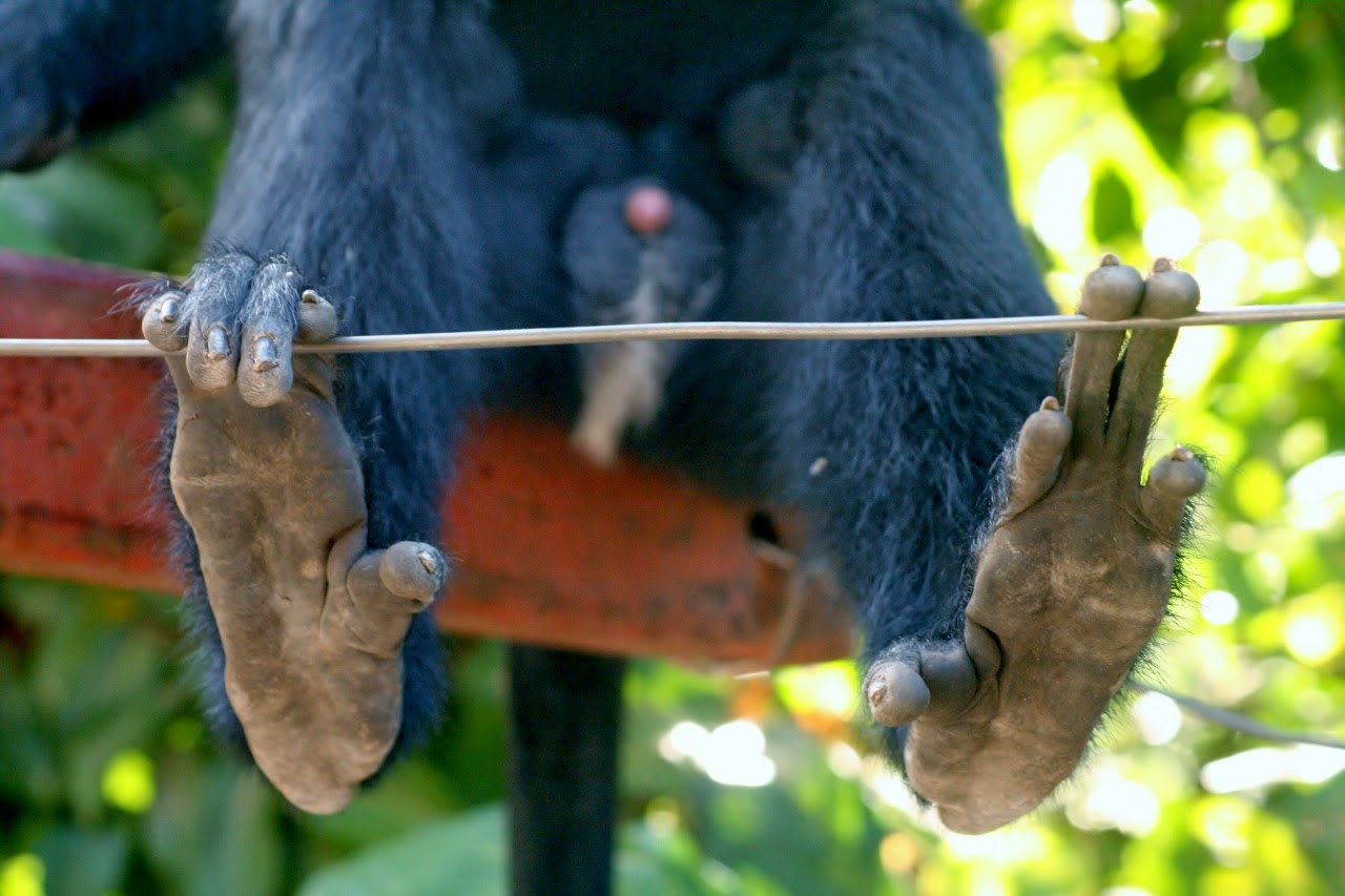Diary of a Primatologist: The Angolan Black and White Colobus Monkey ...