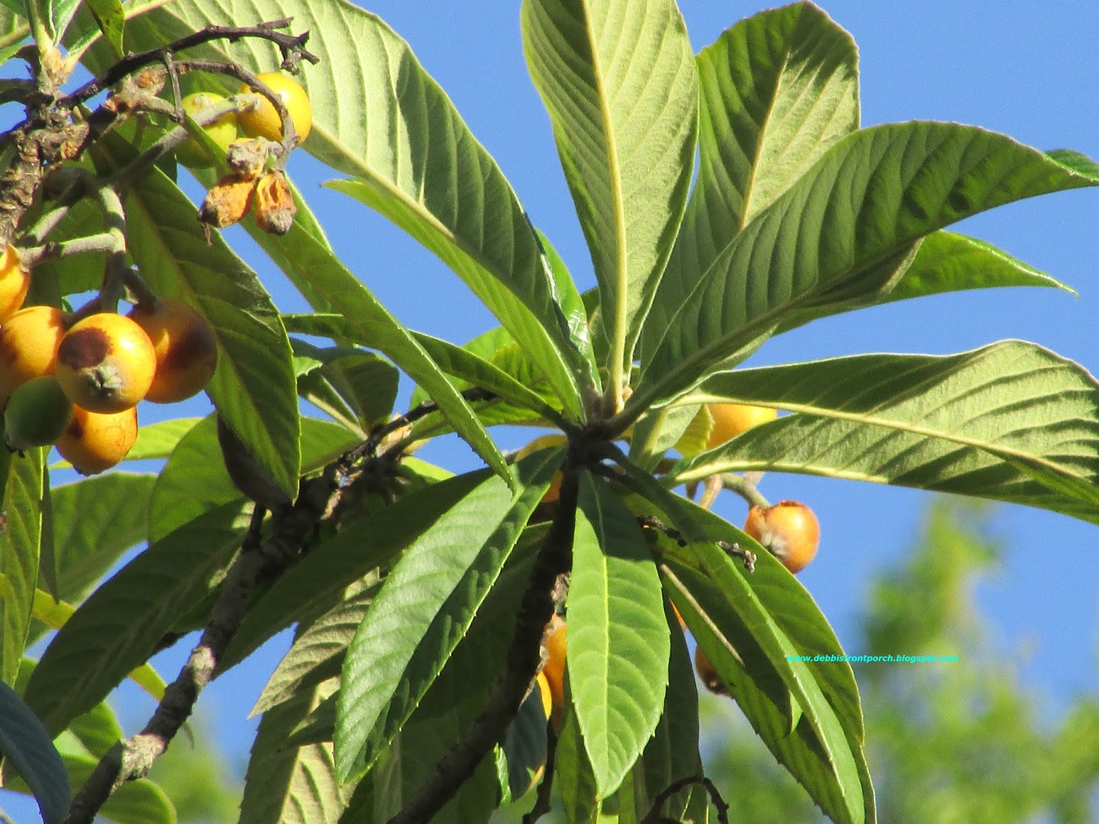 Debbi's Front Porch: Loquat Trees