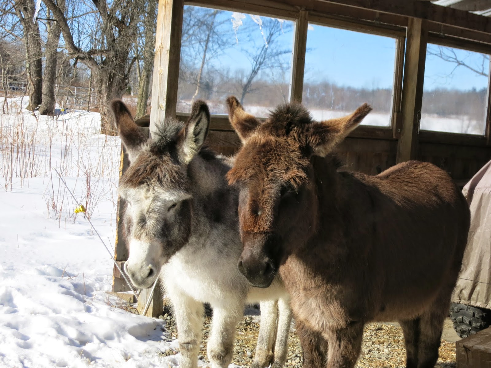 The Dancing Donkey: January 2015