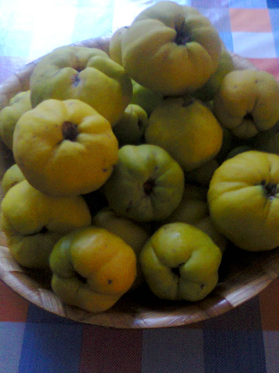 Adriana Hobby: Gutuiul japonez un arbust frumos - Dulceaţă de gutui ...