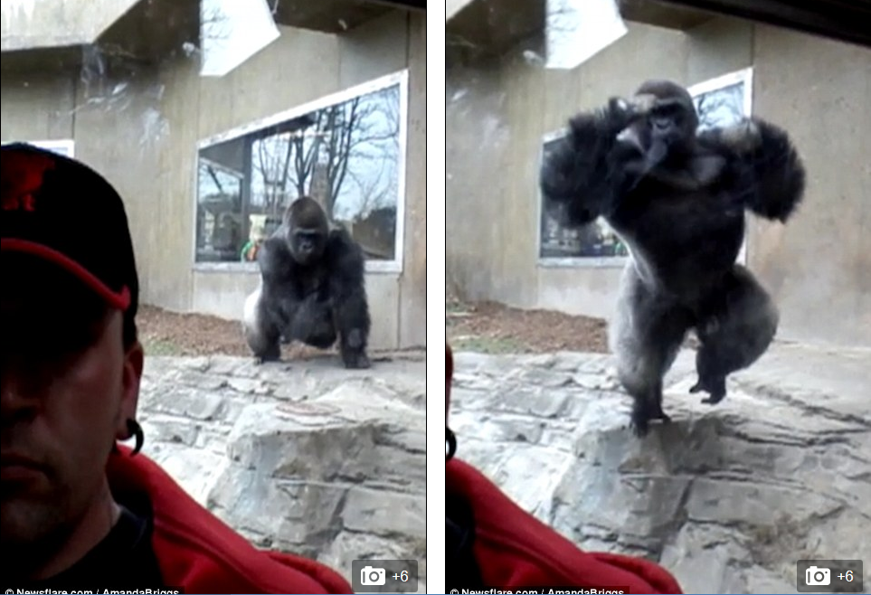 Silverback Gorilla Attacks Man