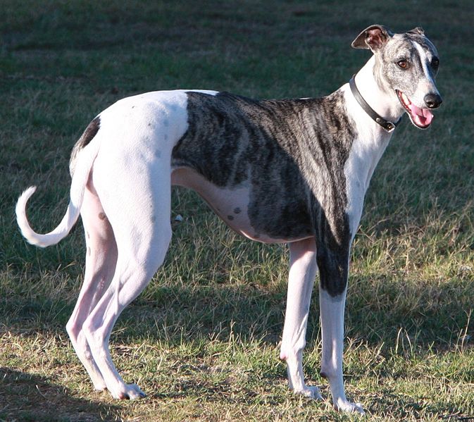 Klub Wielbiciela Psa: Chart angielski greyhound