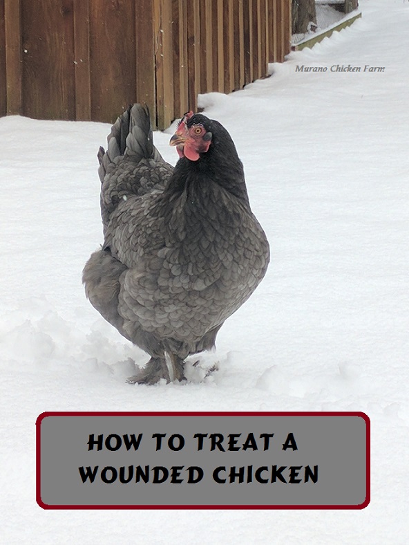 How to treat an injured chicken - Murano Chicken Farm