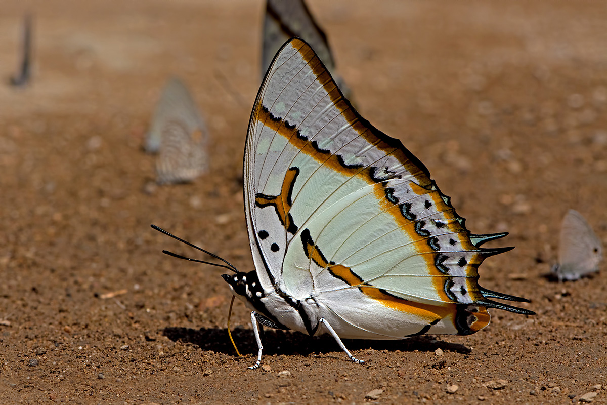 Polyura eudamippus - the Great Nawab | BugsAlive