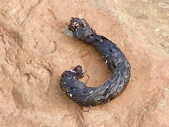 Steve's Swannery Sightings: Bitter & Twisted