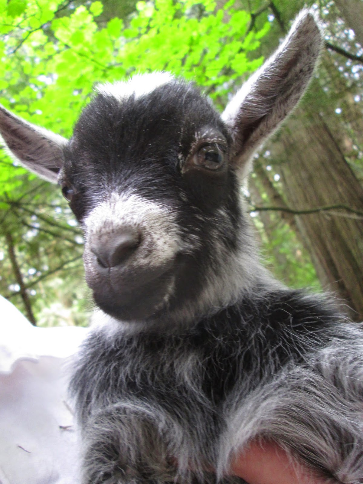 Hashtag Farm Life: Greetings from Naughty Goat Family Farm