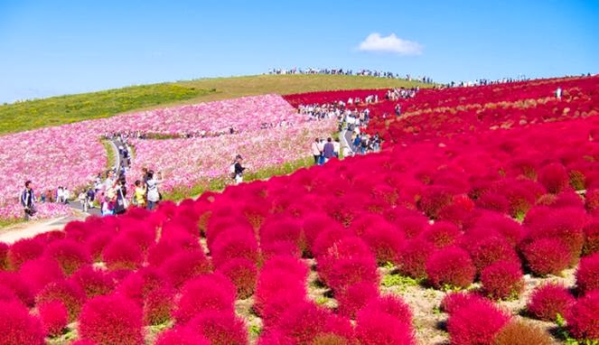 Mengintip keindahan bukit bunga di jepang - Dungni