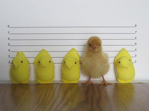 "Damsels- All of us out there- Arise!": Peeps Lineup