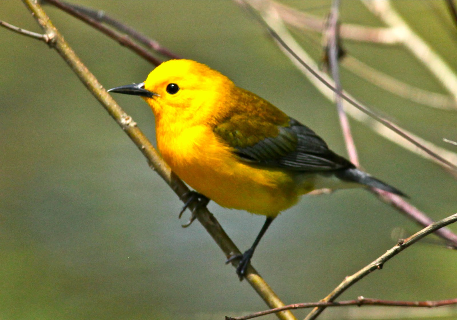 Birding Is Fun!: Looking Ahead to The Biggest Week in American Birding 2013