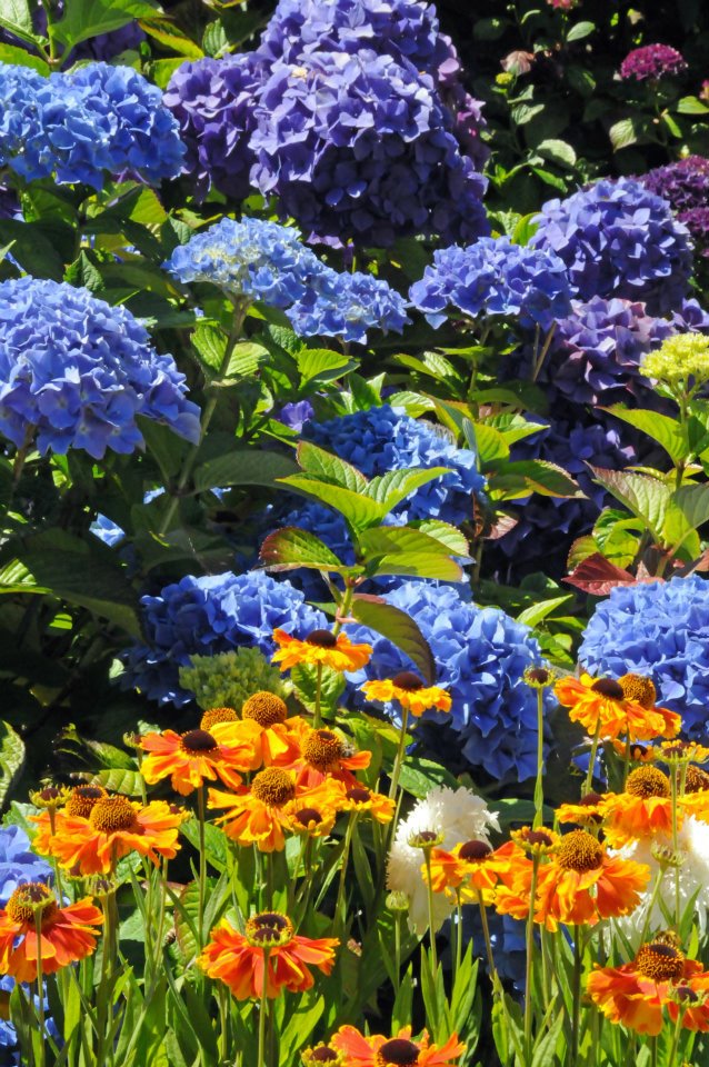 Bohemian Grandma: Summer Color