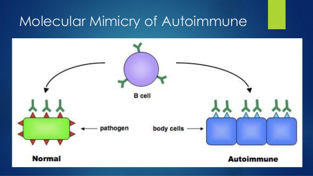 Sretni Recepti: Proteini, toksini ~ drugi mozak