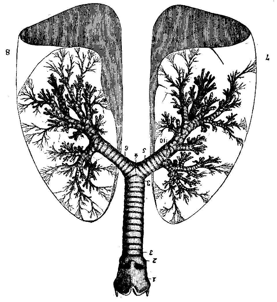 Across The Iron Road: Lungs and Air