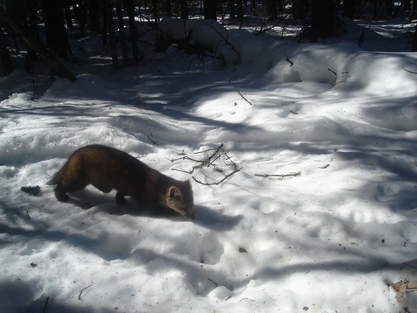 Adventures in camera trapping: Late winter fisher and marten