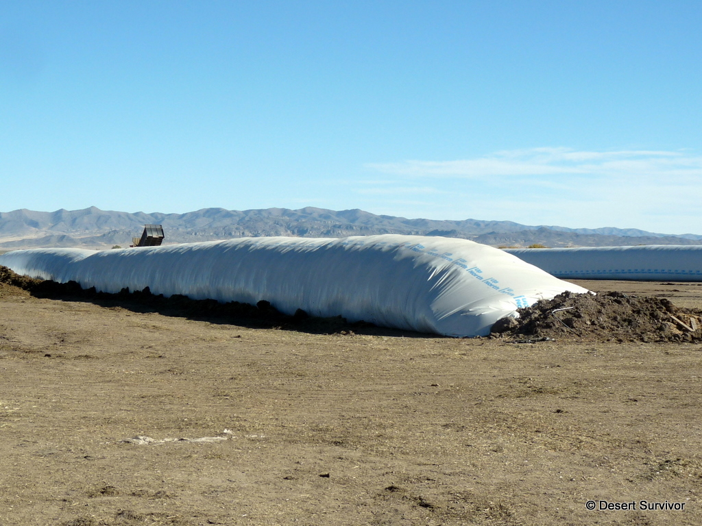 Desert Survivor: Bagging Silage