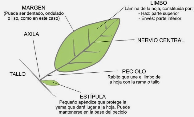 Evolución del Reino Plantae