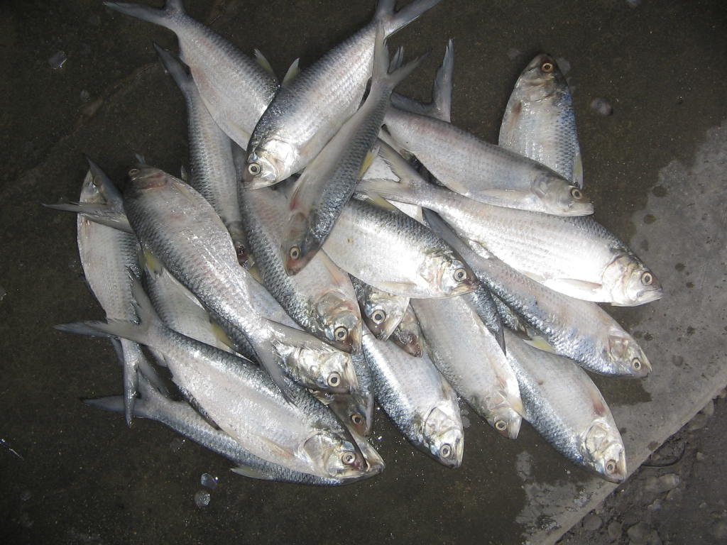 biology peoject: biology project