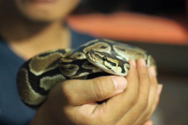 Jual Ular Retic Ball Phyton Jambi Murah | Hewan Indonesia dan Jual Beli