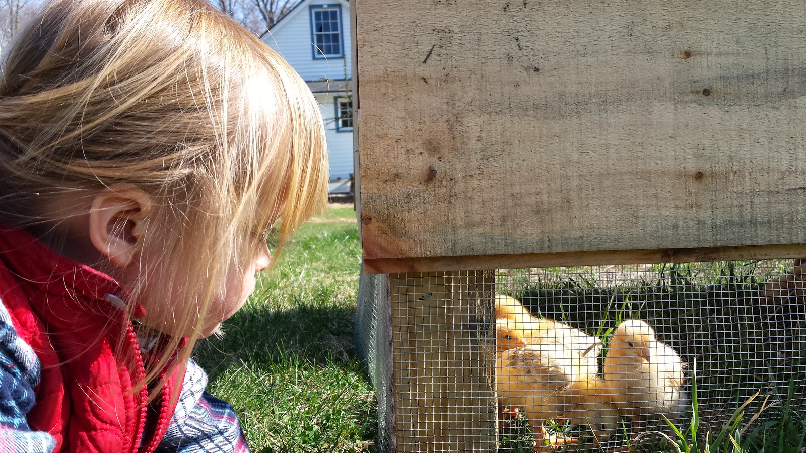 Longhaul Farm: Brooding baby chicks