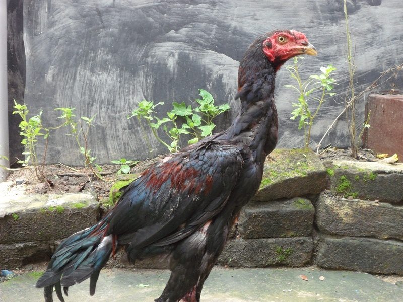 ASEEL FIGHTER PHOTOS - ASEEL FIGHTER PHOTOS